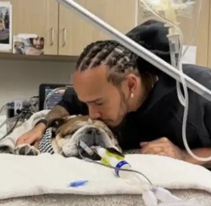 MA QUALI BIMBI DI GAZA: PREGHIAMO PER ROSCOE, IL CANE DI HAMILTON ...